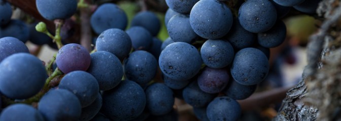 Tannat: The Crown Jewel of Uruguay. – Off the Beaten Wine Path