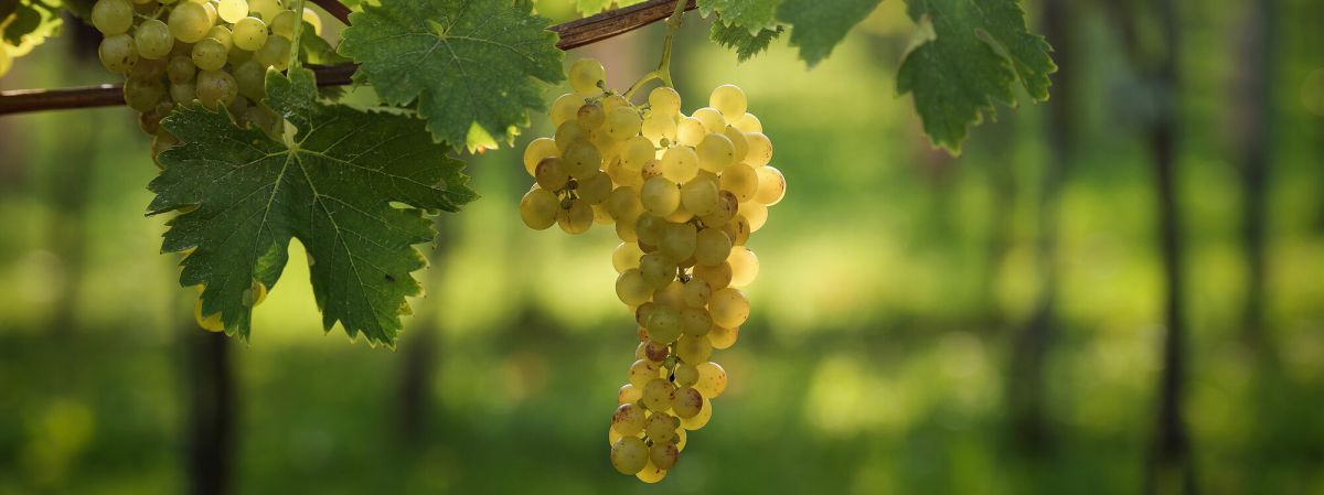 Gelber Muskateller: One of the Many Faces of Muscat Blanc à Petit ...